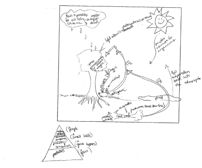 The Draw-an-Ecosystem Task as an Assessment Tool in Environmental ...